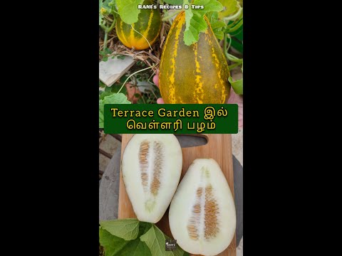 Enga Veetu Terrace Garden il Vellari Pazham - YouTube