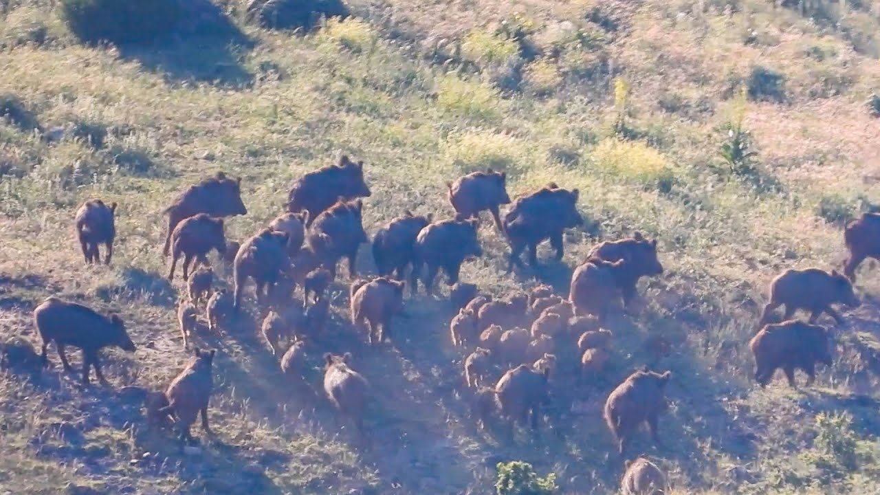 AMAZING DRIVEN WILD BOAR HUNT - MUHTEŞEM DOMUZ SÜREK AVI - CHASSE AU ...