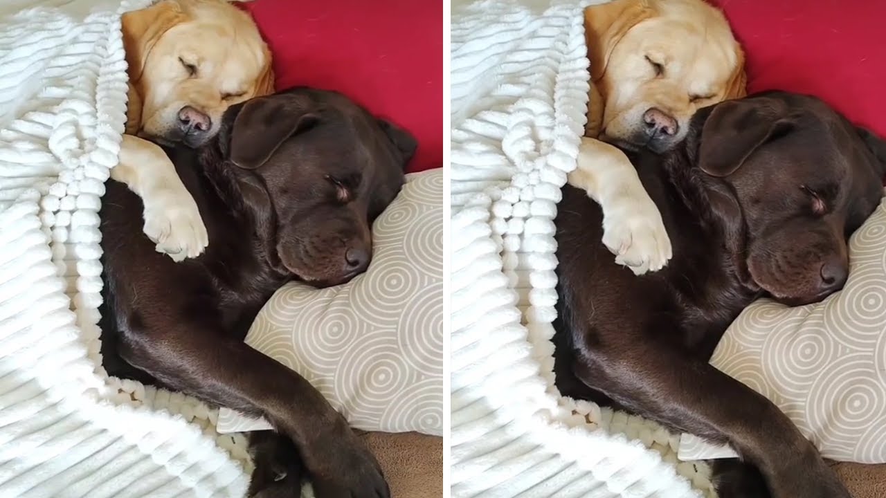 Do Labradors Cuddle