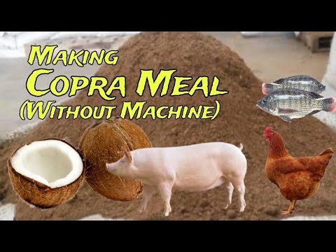 Making Copra Meal without Machine - YouTube