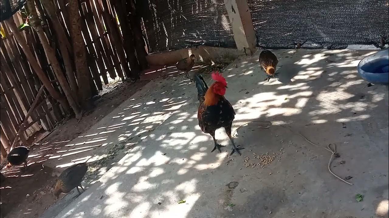 14 (1)kuv tu qaib poj khav kawg lawm nawb . 2025 - YouTube