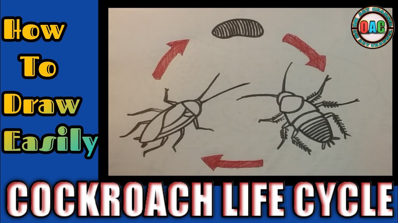 life cycle of cockroach drawing | how to draw life cycle of cockroach ...