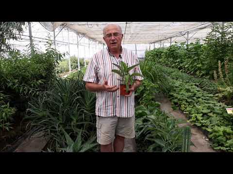 Josep Pàmies - Kalanchoe daigremontiana