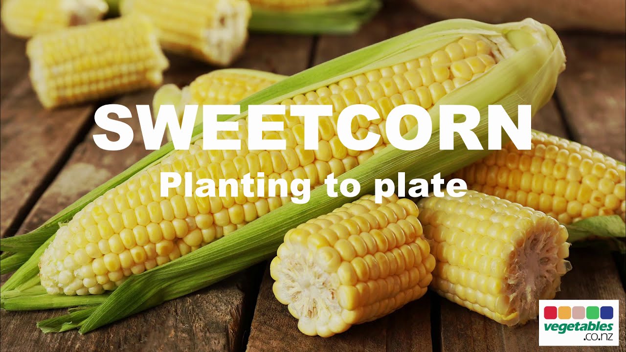 Planting to Plate - Sweetcorn - YouTube