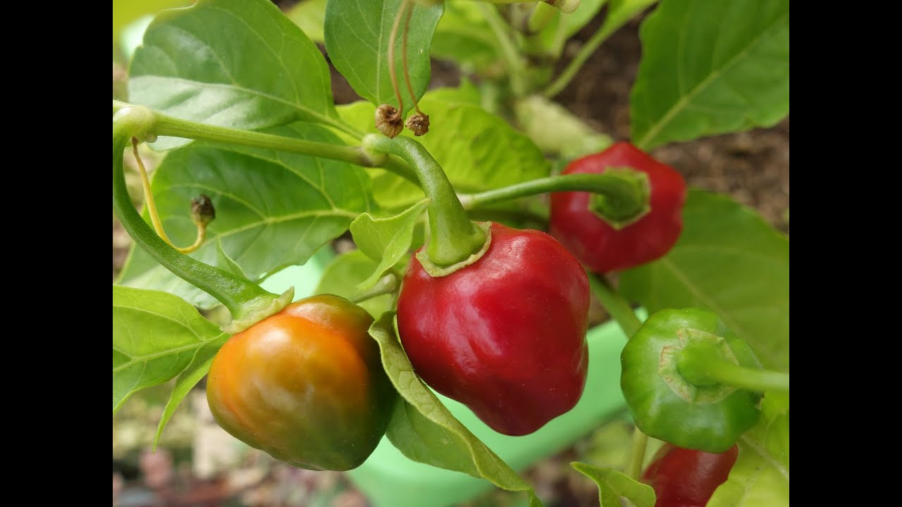 How to grow red shimla mirch/ लाल शिमला मिर्ची का पौधा कैसे लगाएं ...