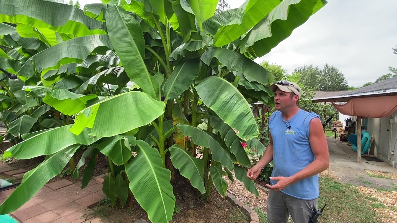 It's Worth a Grow: Hardy Banana (Musa Basjoo) - YouTube