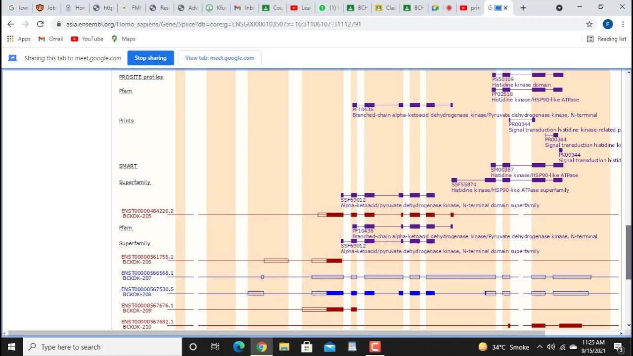 How to use Ensembl Genome Browser, Primer 3 and UCSC? - YouTube