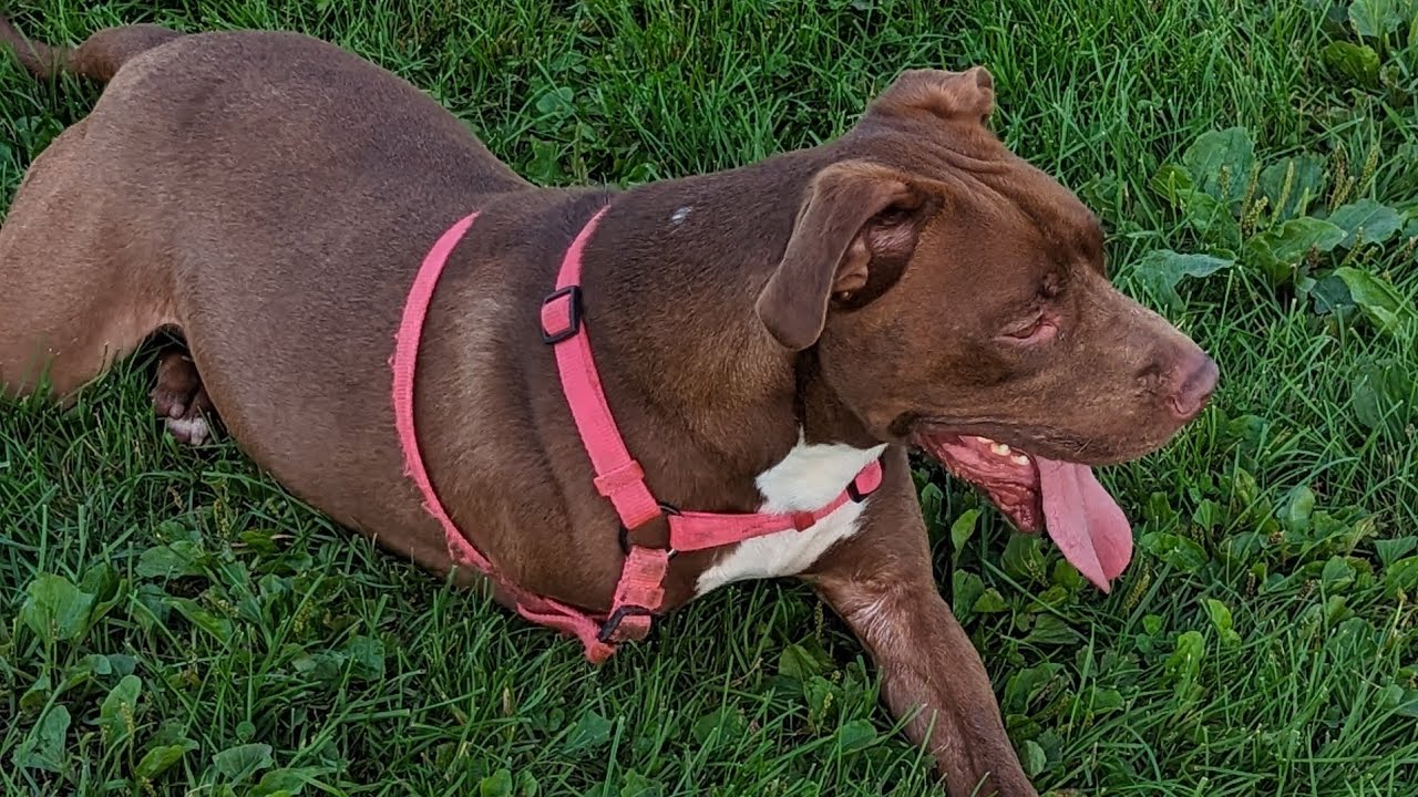 SCRAPS ANIMAL SHELTER ! Complete List of dogs as of 9/02/23 on video ...