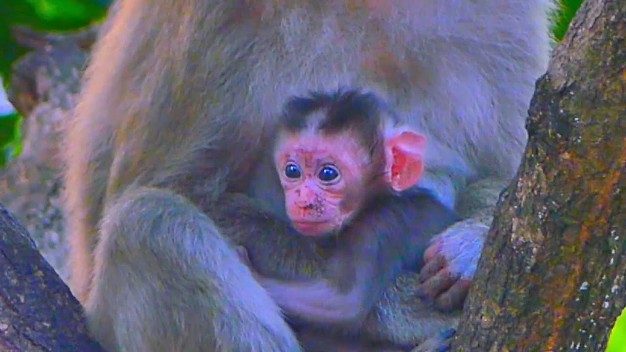 Very delicious! Mom is giving best milk for her beloved monkey baby ...