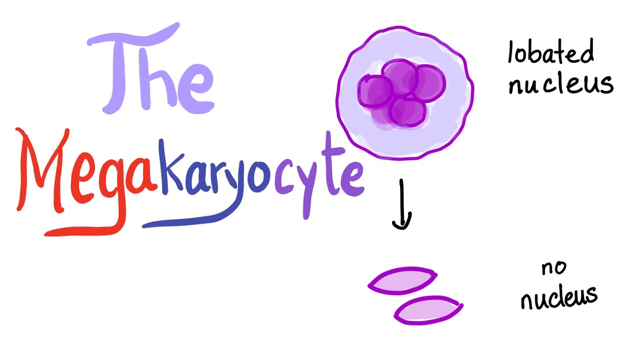 Megakaryocyte Diagram