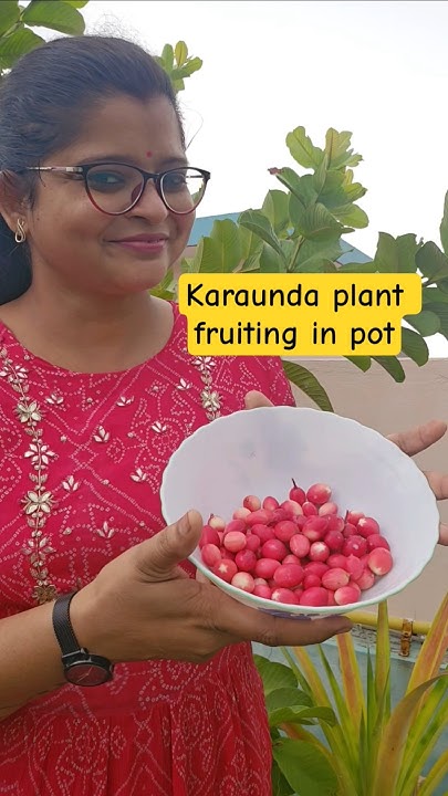 karonda plant / how to grow karonda #shorts #shortsviral #shortsfeed #shortvideo #ytshorts #yt ...