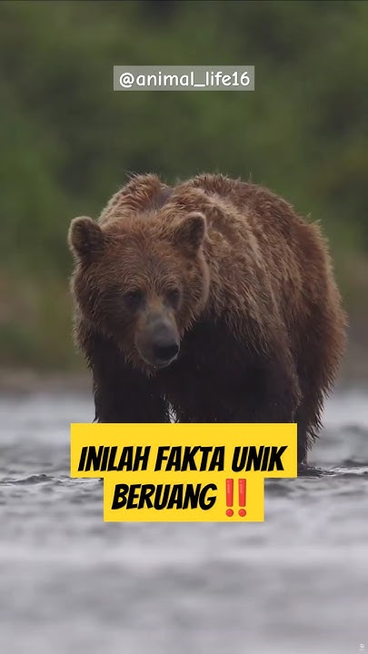 inilah fakta unik beruang‼️apakah kamu tau⁉️#shorts #animals #faktaunik - YouTube