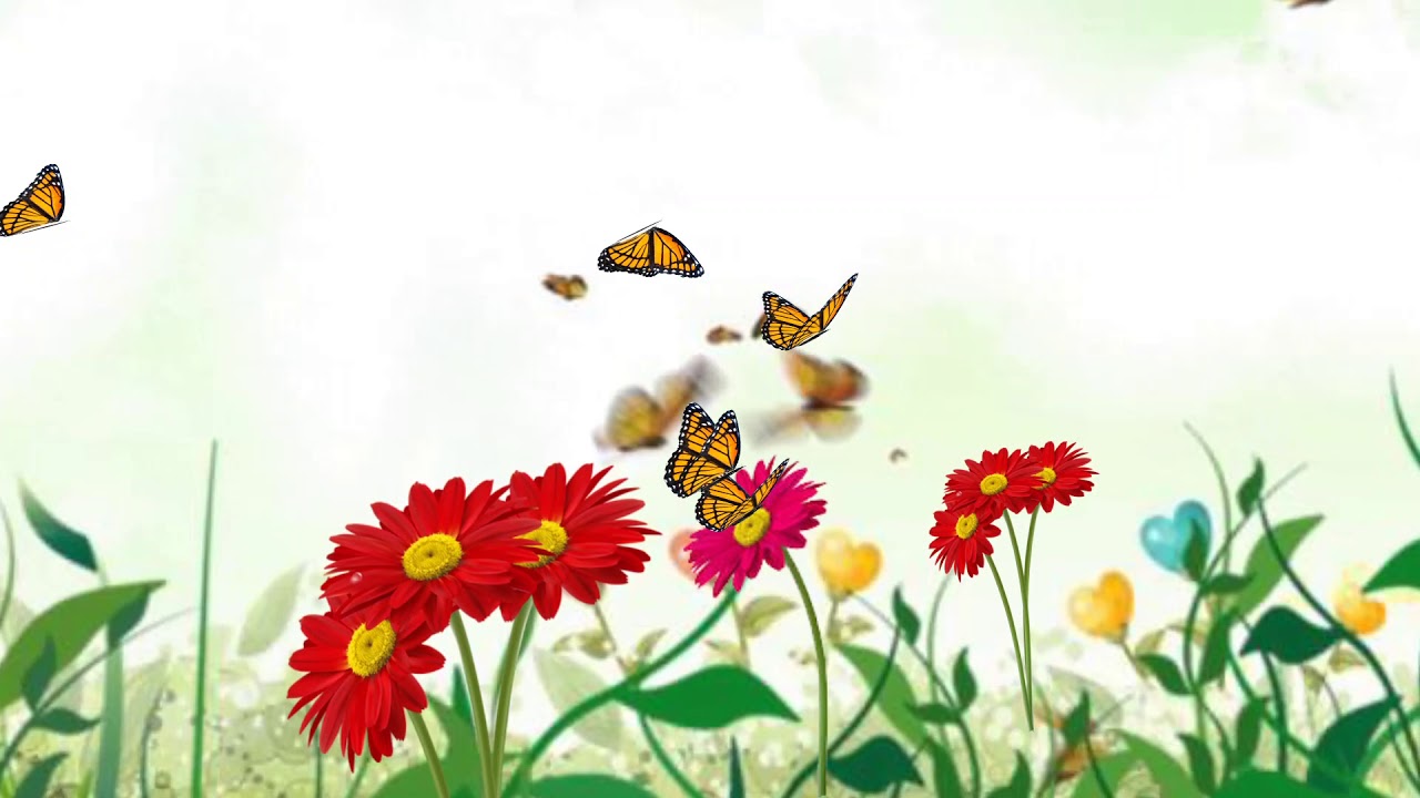 Butterfly Animation simpal & easy after effects - YouTube