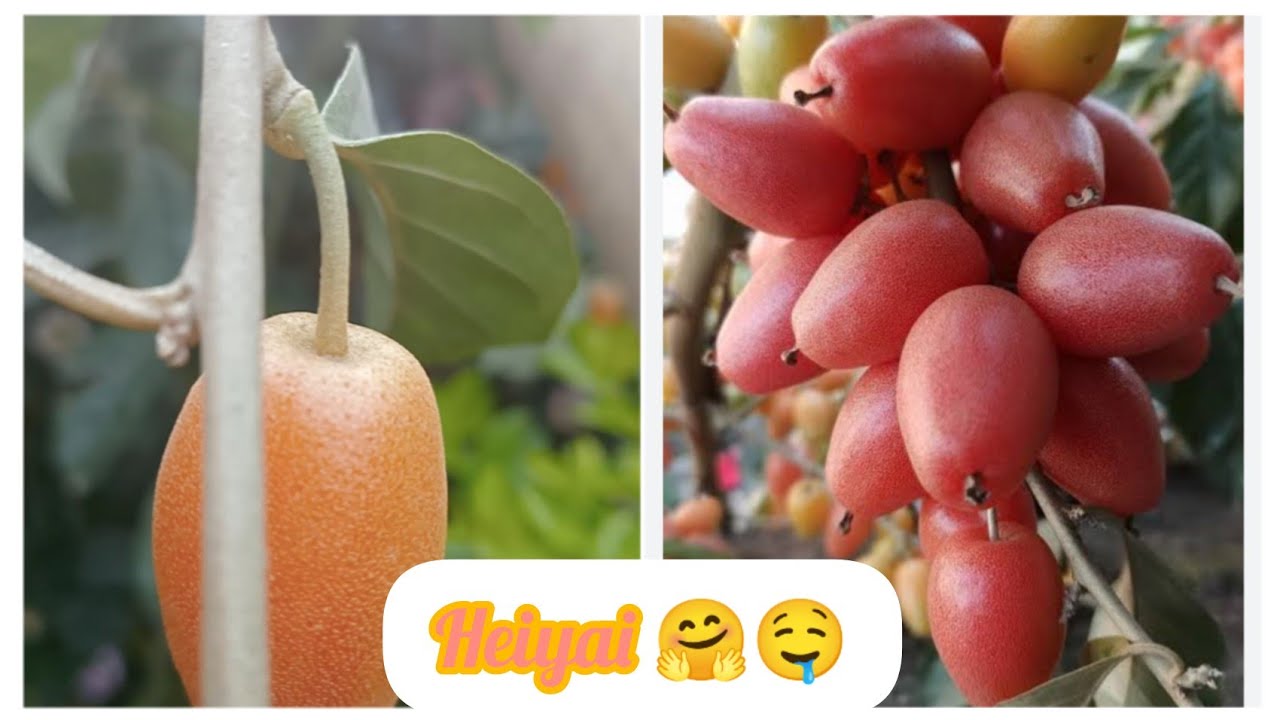 HEIYAI SILVER BERRY || - YouTube