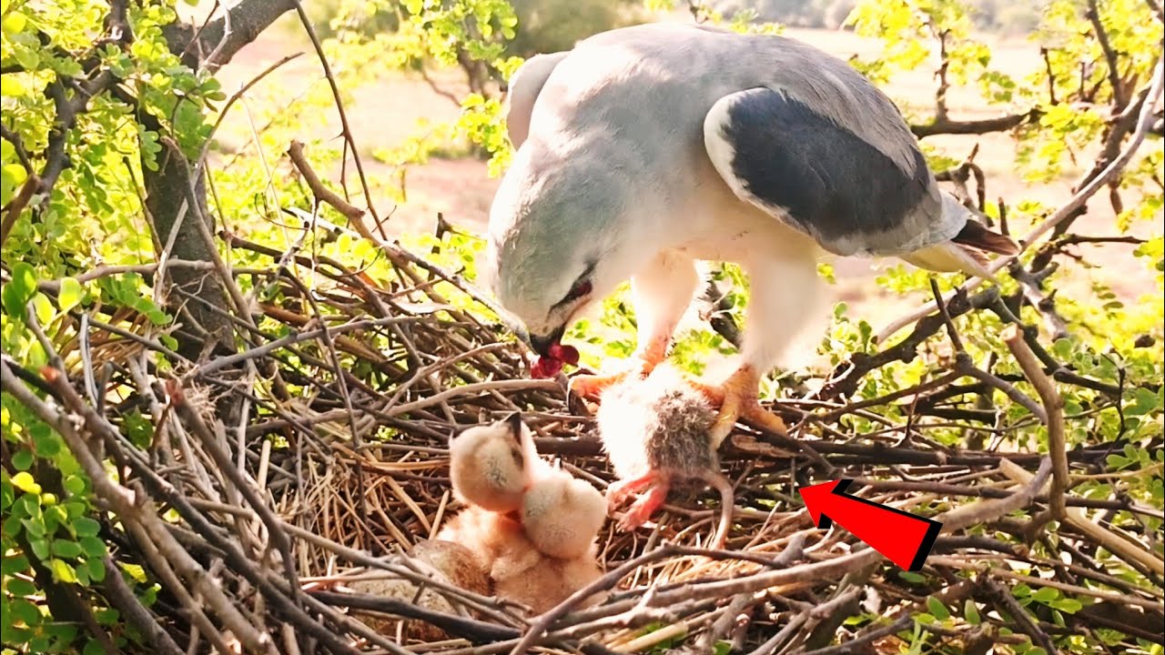 Black winged feeding very big mouse her little chicks@BirdPlusAnimals ...