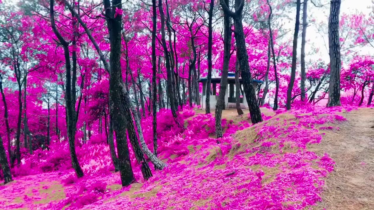 Pink Valley Effect For Tiktok - YouTube