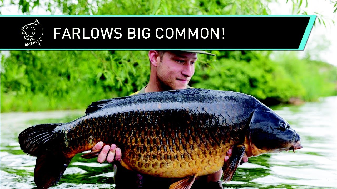 Carp Fishing - Big Common Farlows - YouTube