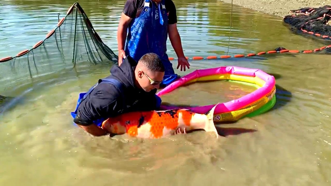 SUPER Jumbo Koi in ISA KOI Farm | Amazing Koi Harvest in Japan - YouTube