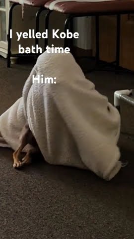 📣 bath time with Kobe #short #minpin #fyp - YouTube