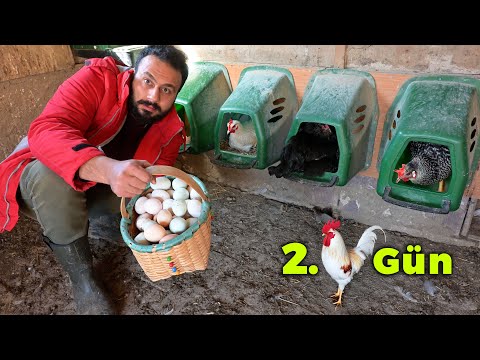 🥚 2 Gün Bekledim! Folluklar Dolmuş Taşmış 😱 - Yumurta Toplama - Babamla Paketleme - Çiftlik İşleri