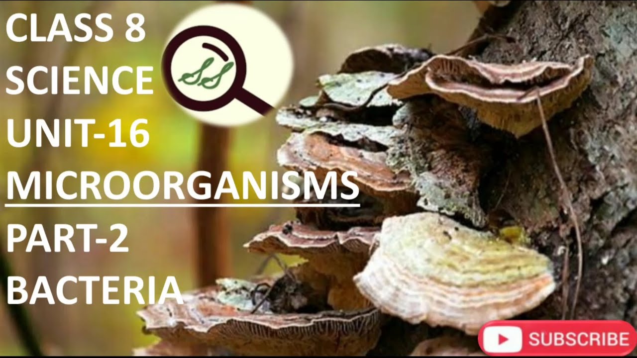 CLASS 8 SCIENCE UNIT-16 MICROORGANISMS PART-2 BACTERIA - YouTube