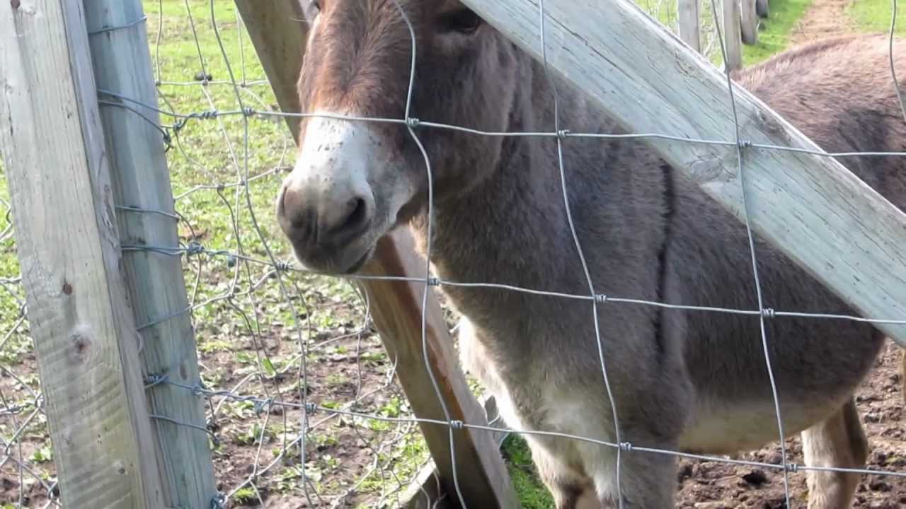 Donkeys bar chewing/biting at Papanack Zoo - YouTube