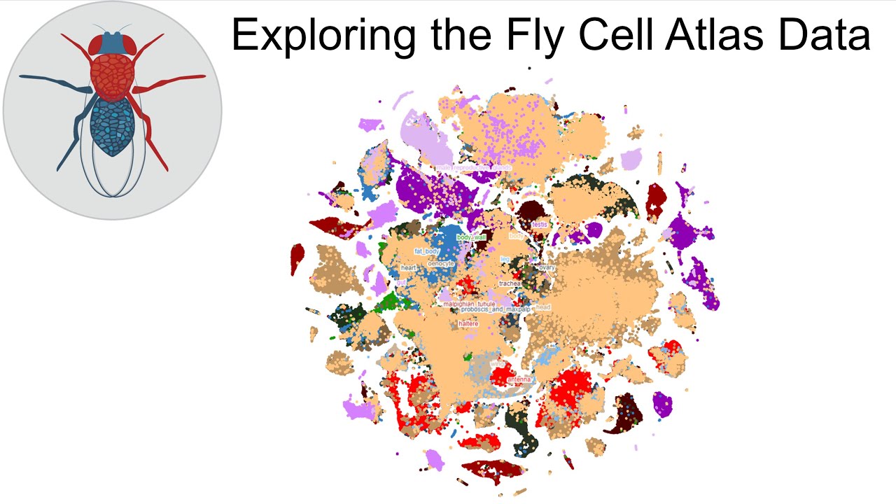 Exploring and Mining the Fly Cell Atlas Data - YouTube