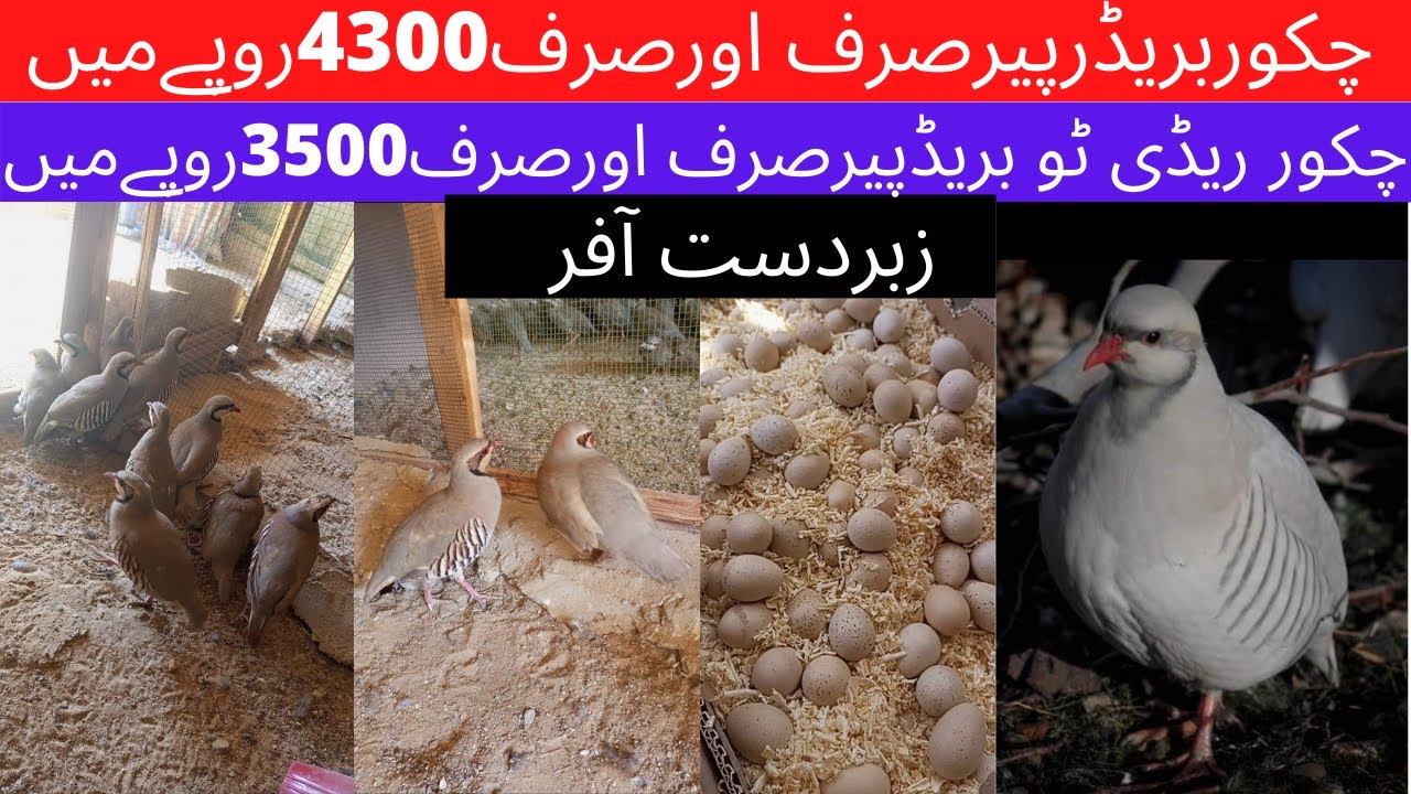 Chakor Looking For New Shelter/White Chakor/Masqati Chakor/Chakor ...