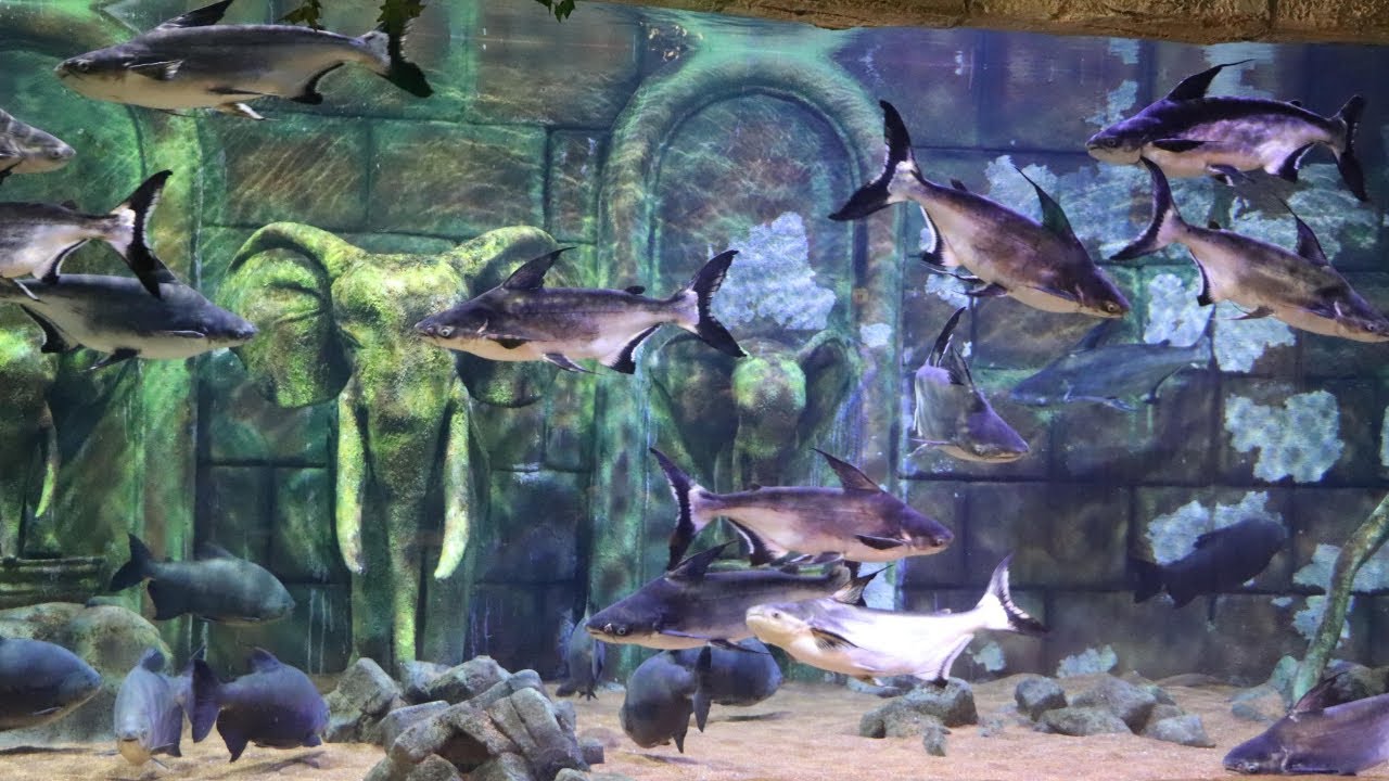 Bandar Anzali Aquarium / Iran /Under The Sea /Caspian sea attractions ...