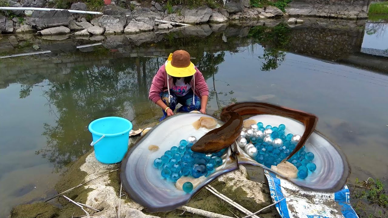 This river clam is so magical that we have collected large eel and ...