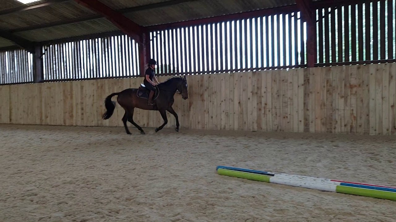 Revvy flatwork schooling - YouTube