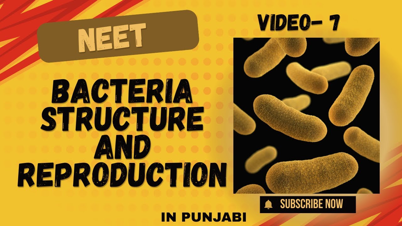 Ch- 2 |The Kingdom Monera | Structure of Bacteria and Reproduction ...