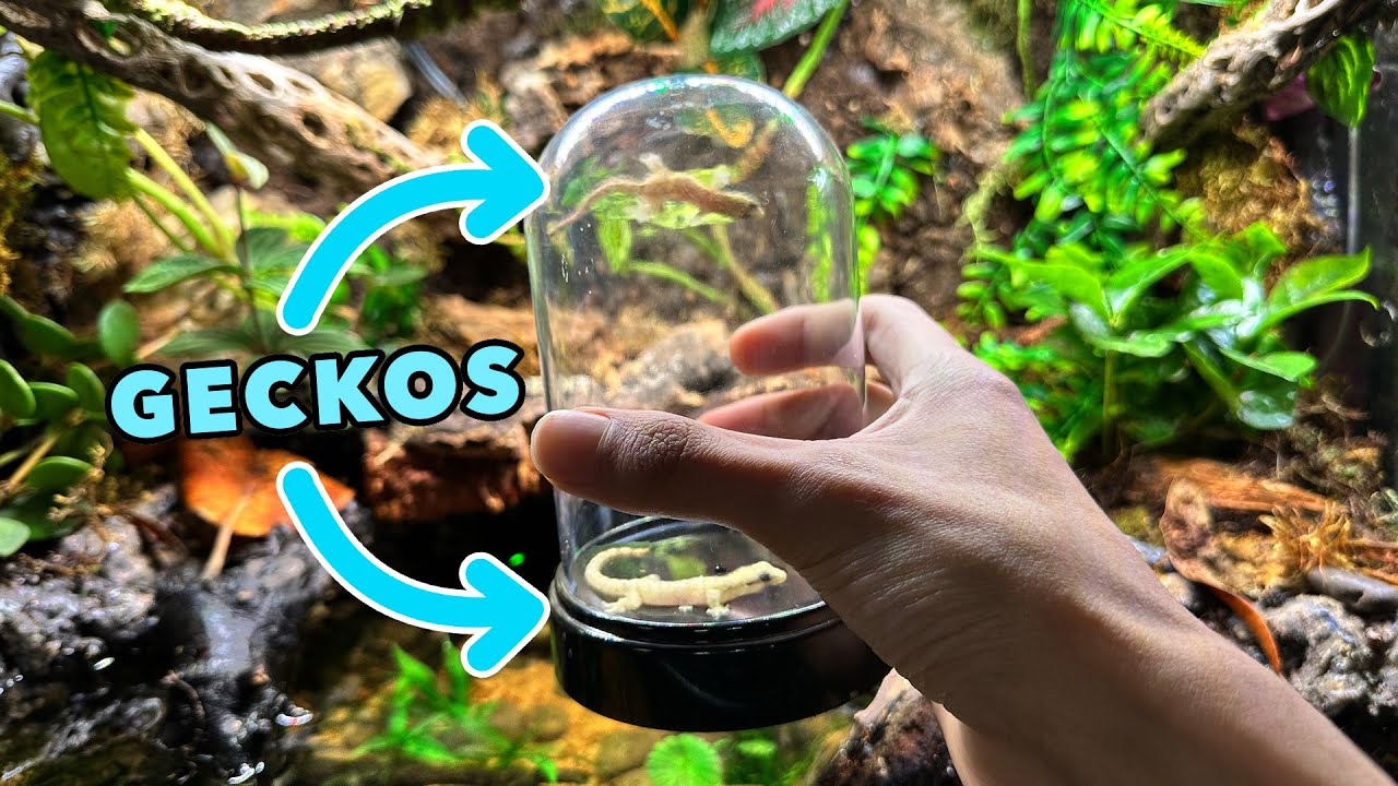 Nano Gecko Unboxing!! Yellow Bellied Mourning Gecko - YouTube