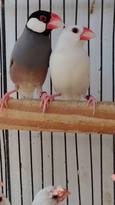 Beautiful Java Sparrows 🥰 - YouTube