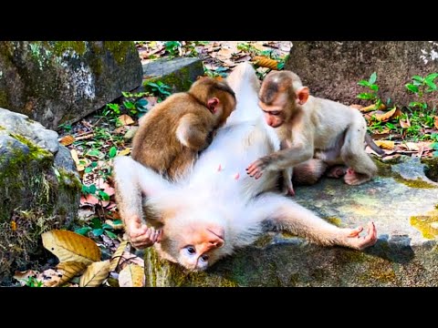 Baby monkey cute
