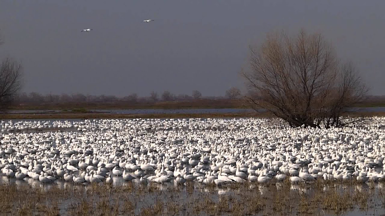 Ross's Snow Geese feeding and fly-in - YouTube