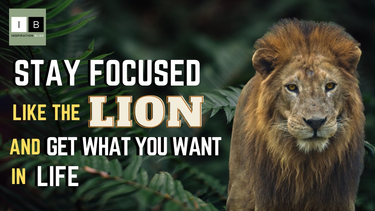 Focused Lion