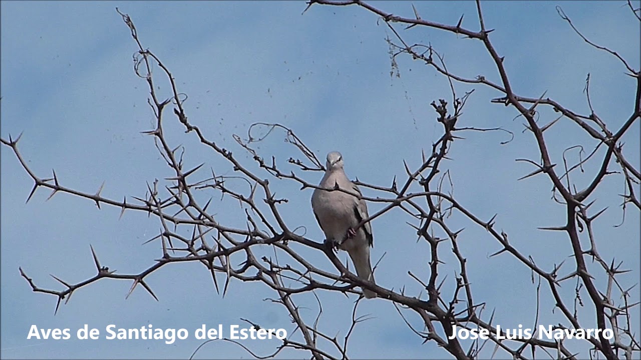 Torcacita comun (Columbina picui) - YouTube