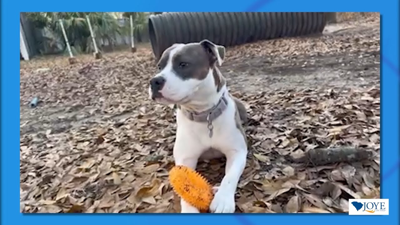 Meet "Freya" - Our Pet of the Week! - YouTube