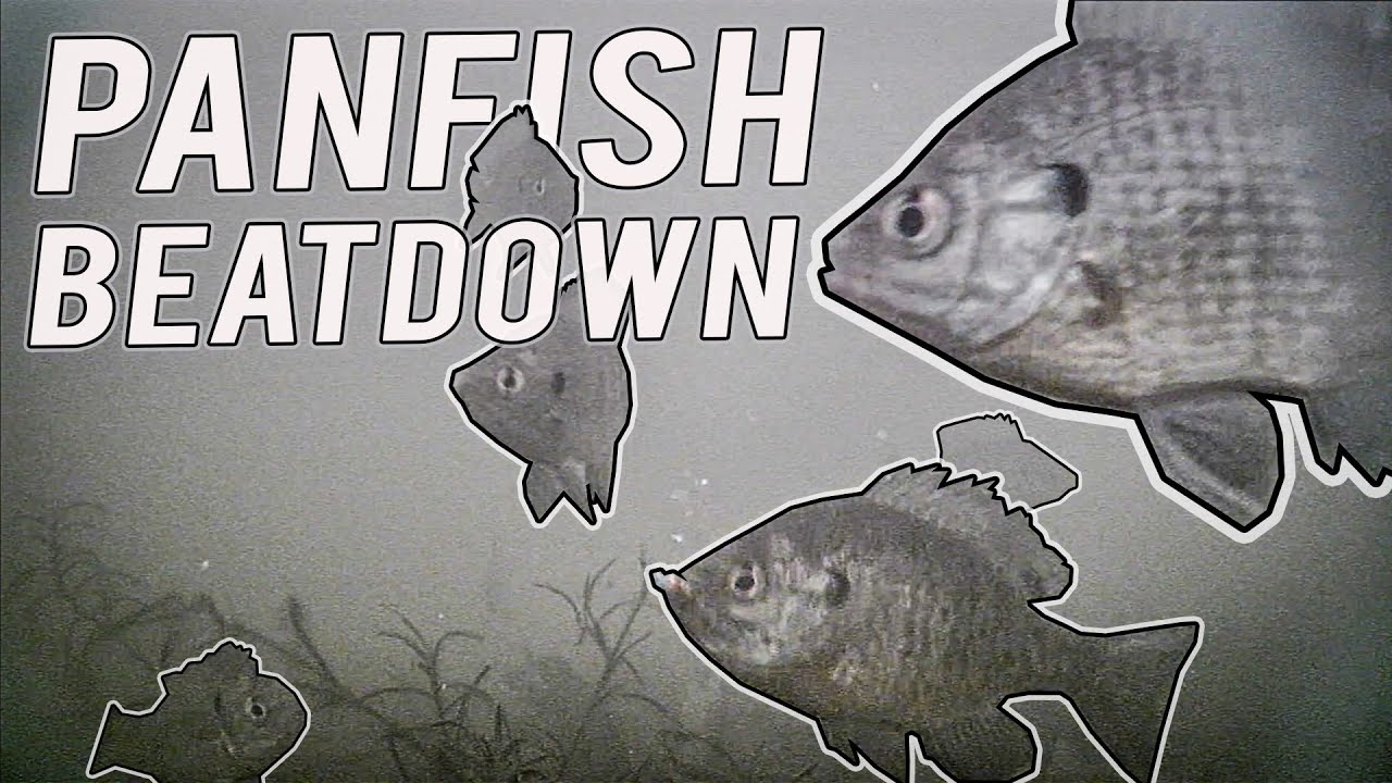 EPIC UNDERWATER BLUEGILL FOOTAGE! ICE FISHING PANFISH BEATDOWN - YouTube