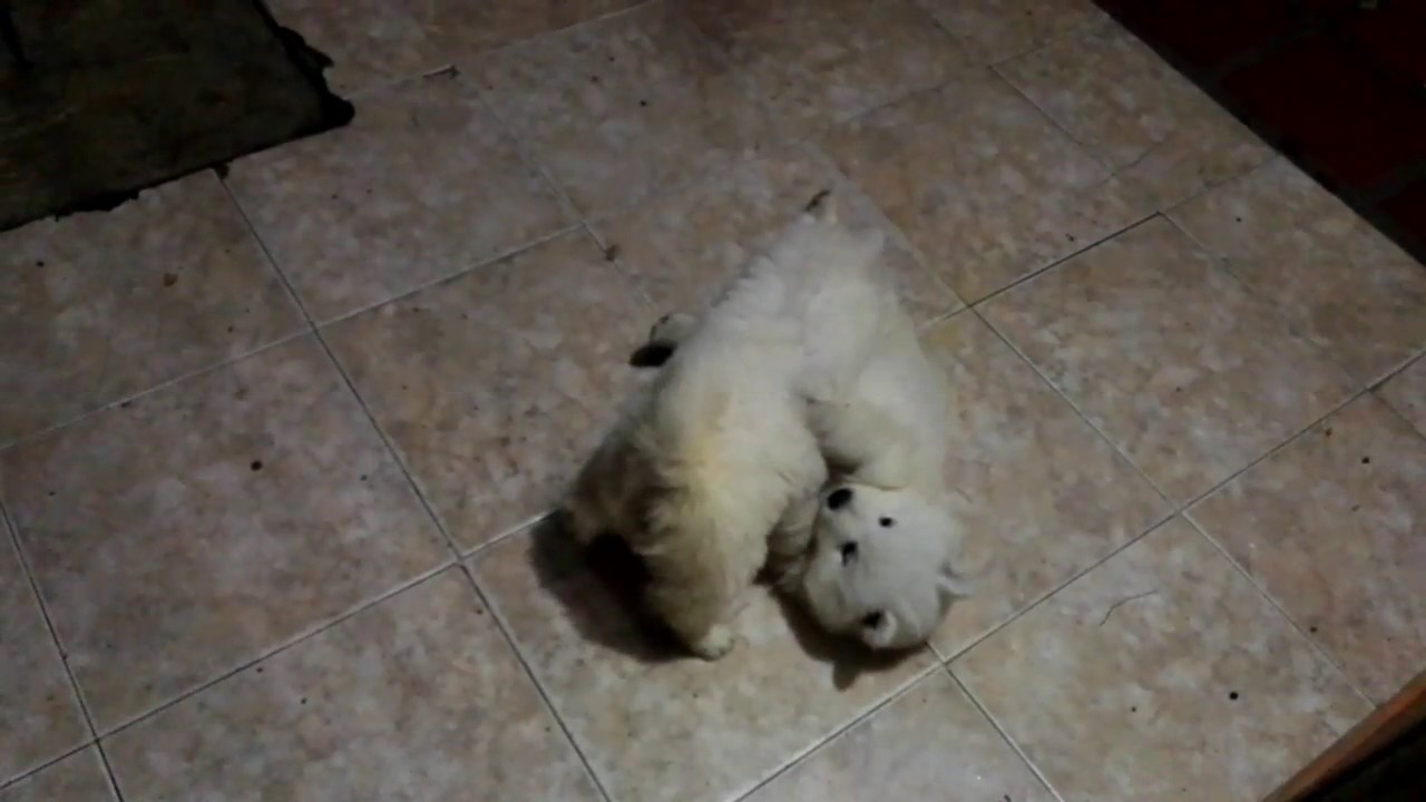 Bebes samoyedos jugando - YouTube