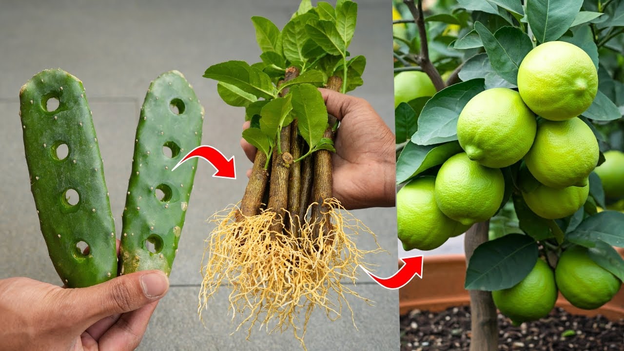 🌿Grow Lemon Tree from Cutting Faster with These Pro Tips! - YouTube
