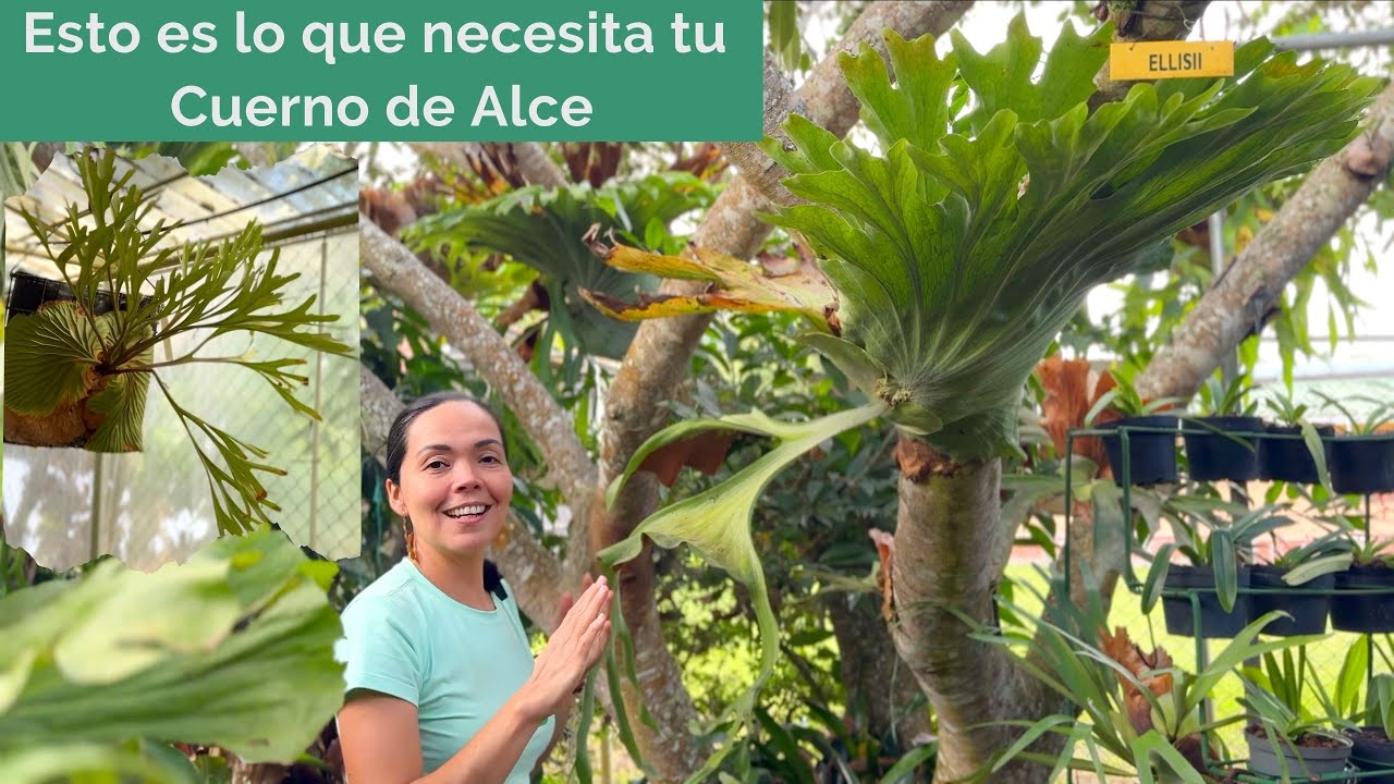 😎Todo lo que debes sobre sobre el Cuerno de Alce🫎 - YouTube