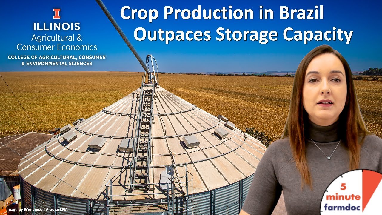 Crop Production in Brazil Outpaces Storage Capacity - YouTube