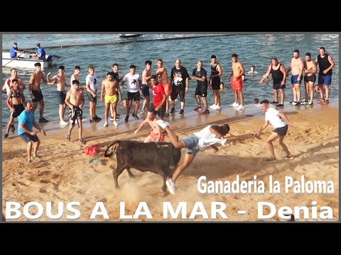 BOUS A LA MAR - DENIA 08.07.2023 Ganaderia La Paloma