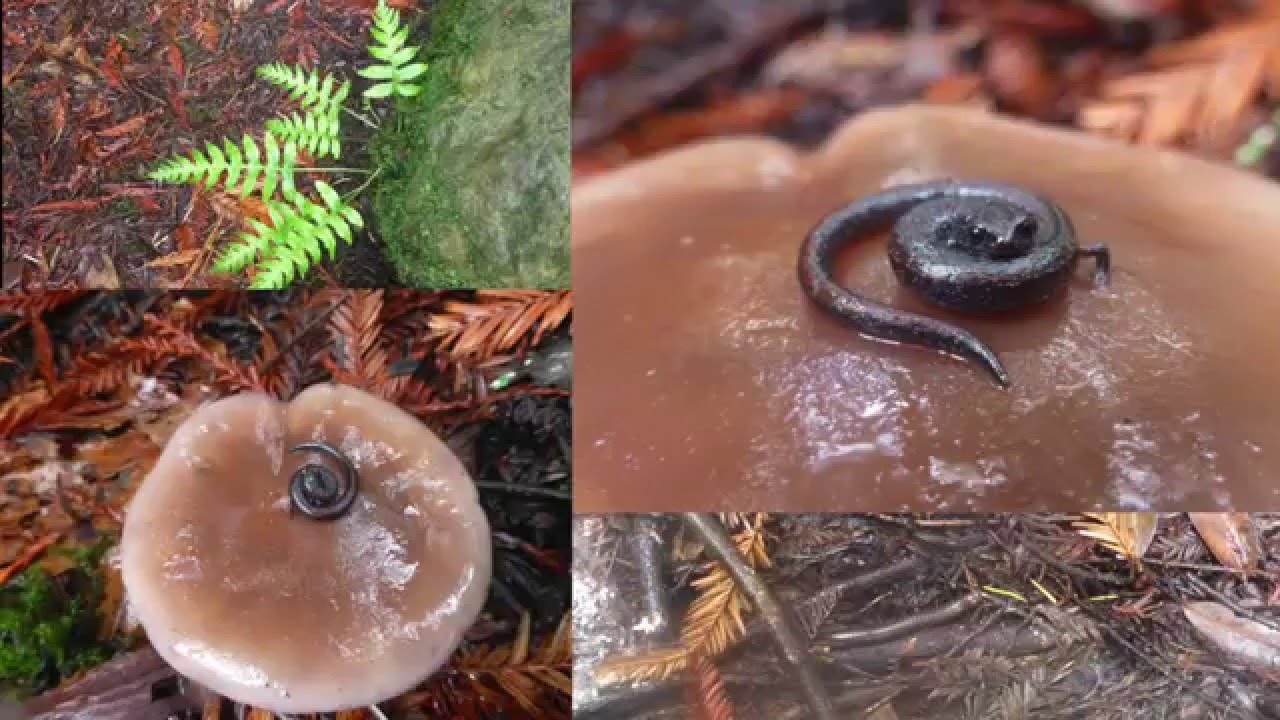 Catching Poisonous Newts! ~ California Herping - YouTube