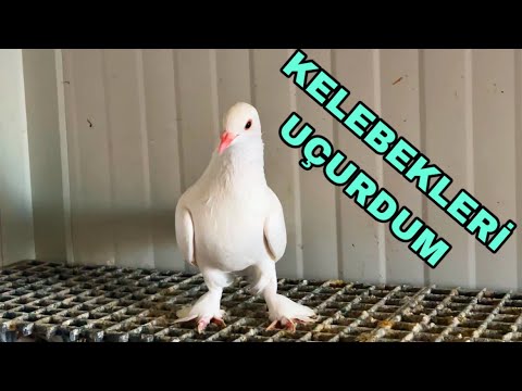 HEDİYE GELEN KELEBEK GÜVERCİNLERİ UÇURDUM. 