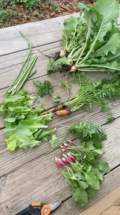 🥬🤩 Spring Garden Harvest 3/31 - YouTube