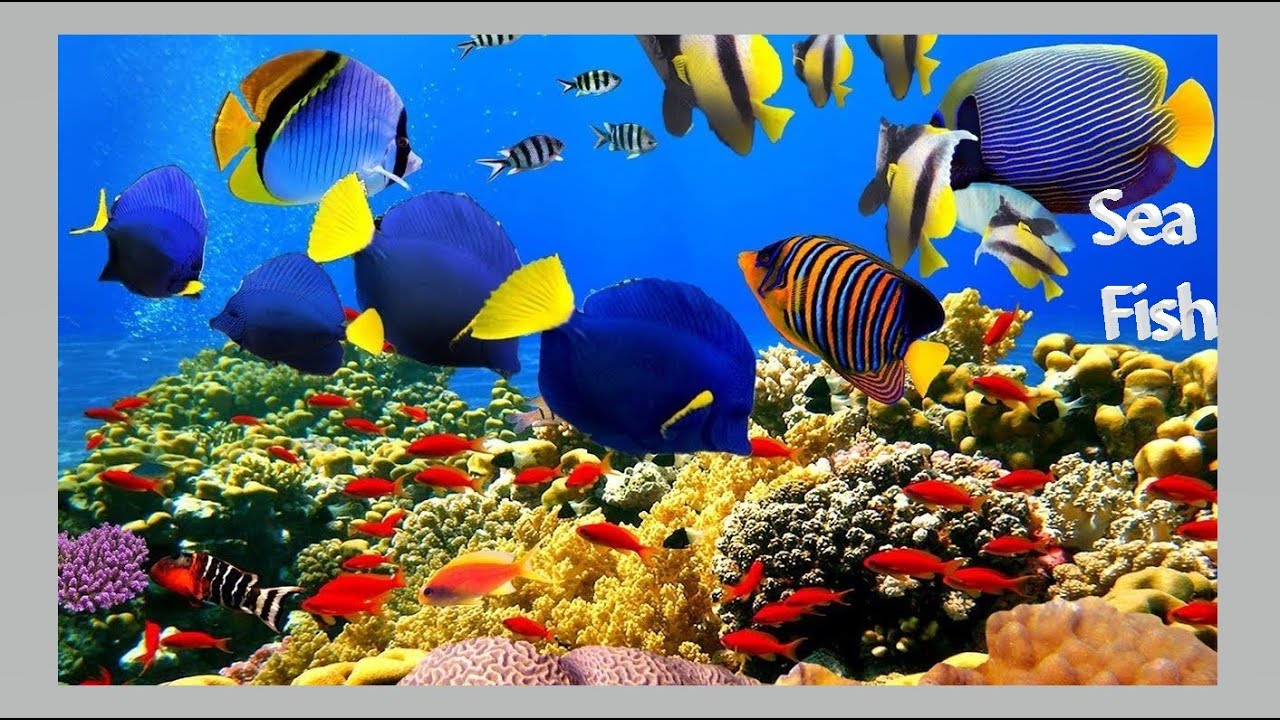 Sea World_Scuba Driving_Marine Life_Sea Fish - YouTube