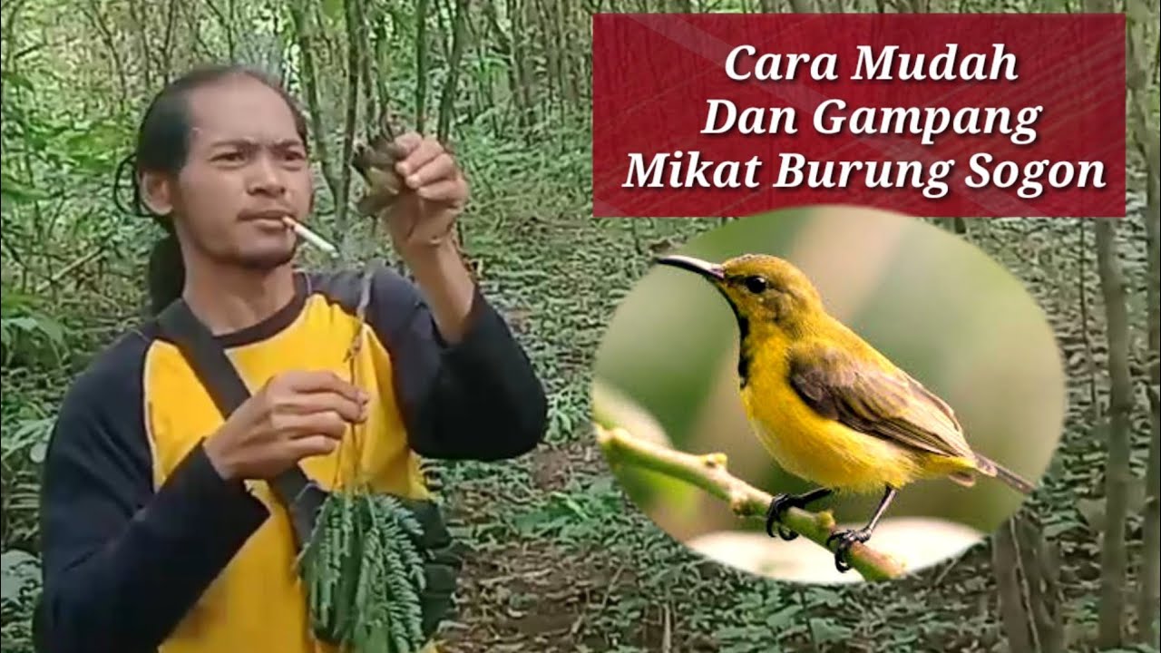 Cara Mudah Dan Gampang Mikat Burung Sogon - YouTube